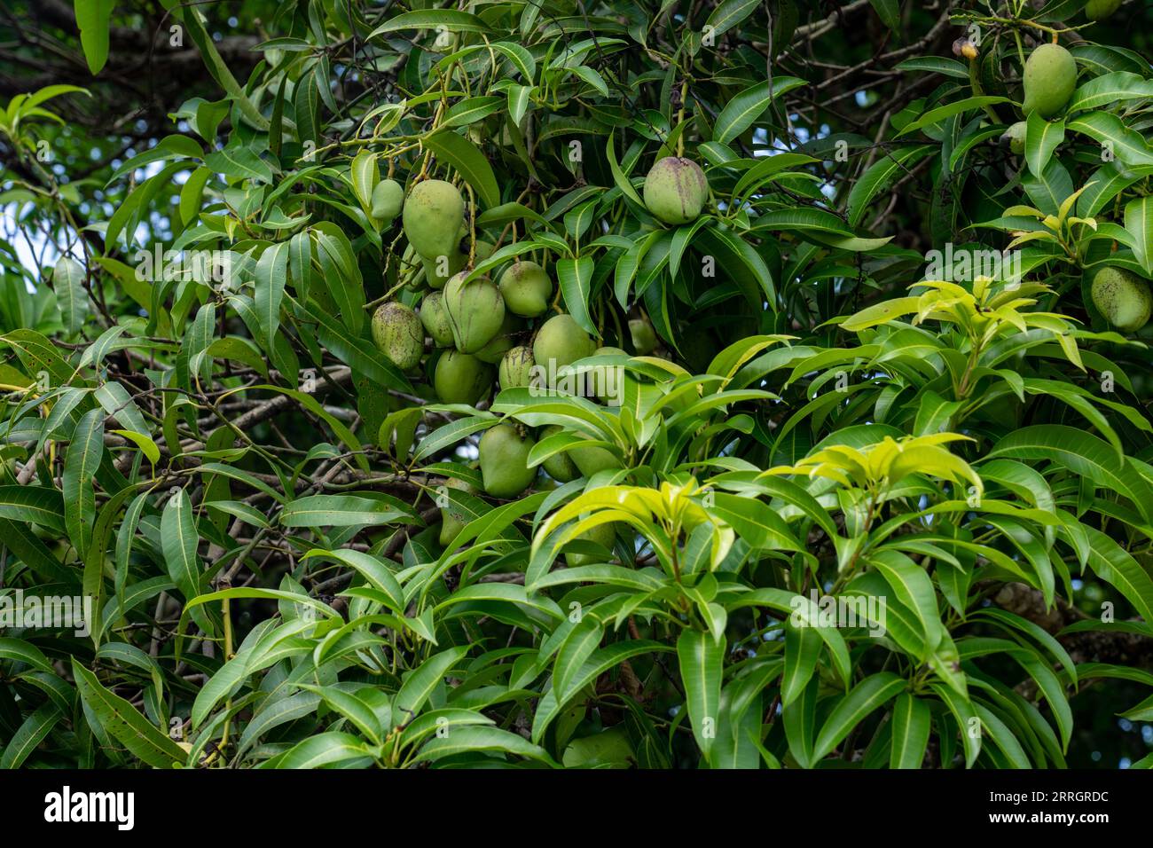 A mango tree, Mangifera indica, loaded with fruit in Independence Plaza ...