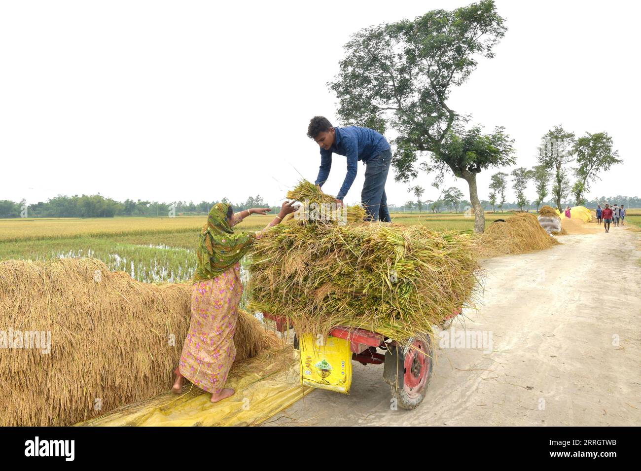 Rice straws hi-res stock photography and images - Alamy