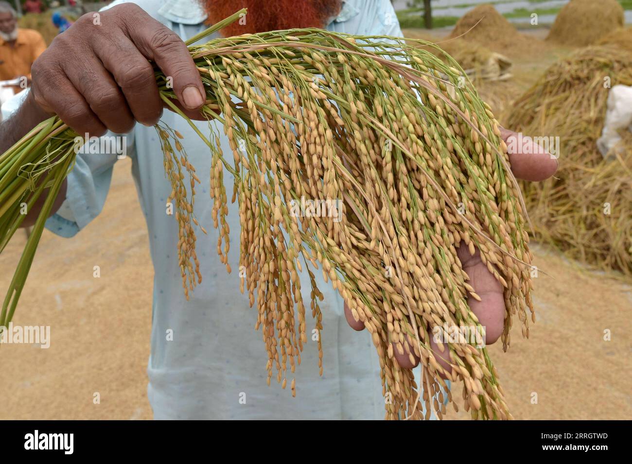 Bangladesh when paddy is harvested hi-res stock photography and images ...