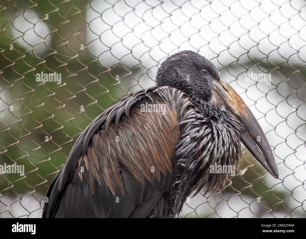 The African Openbill (Anastomus lamelligerus), a striking bird found in ...