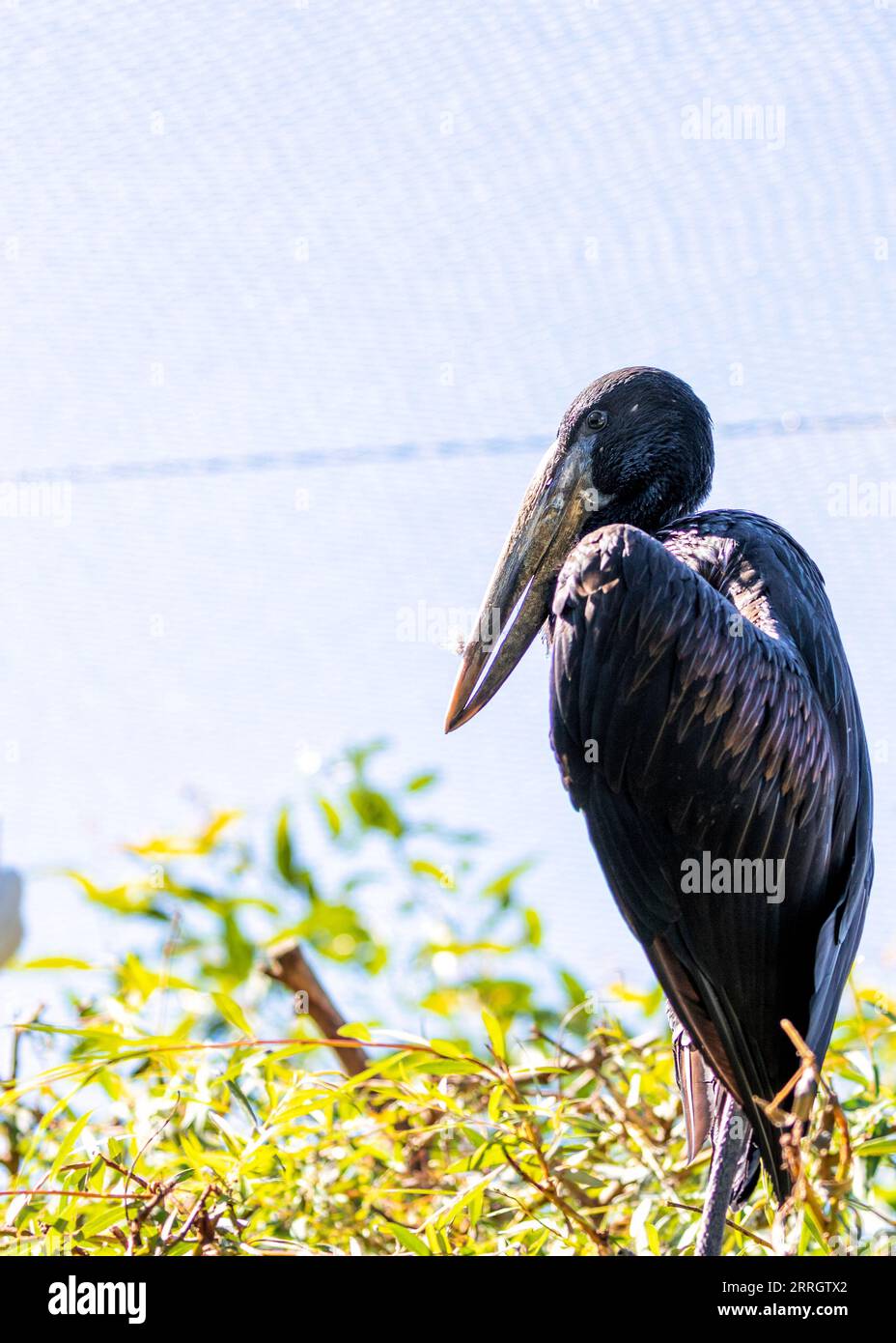The African Openbill (Anastomus lamelligerus), a striking bird found in ...