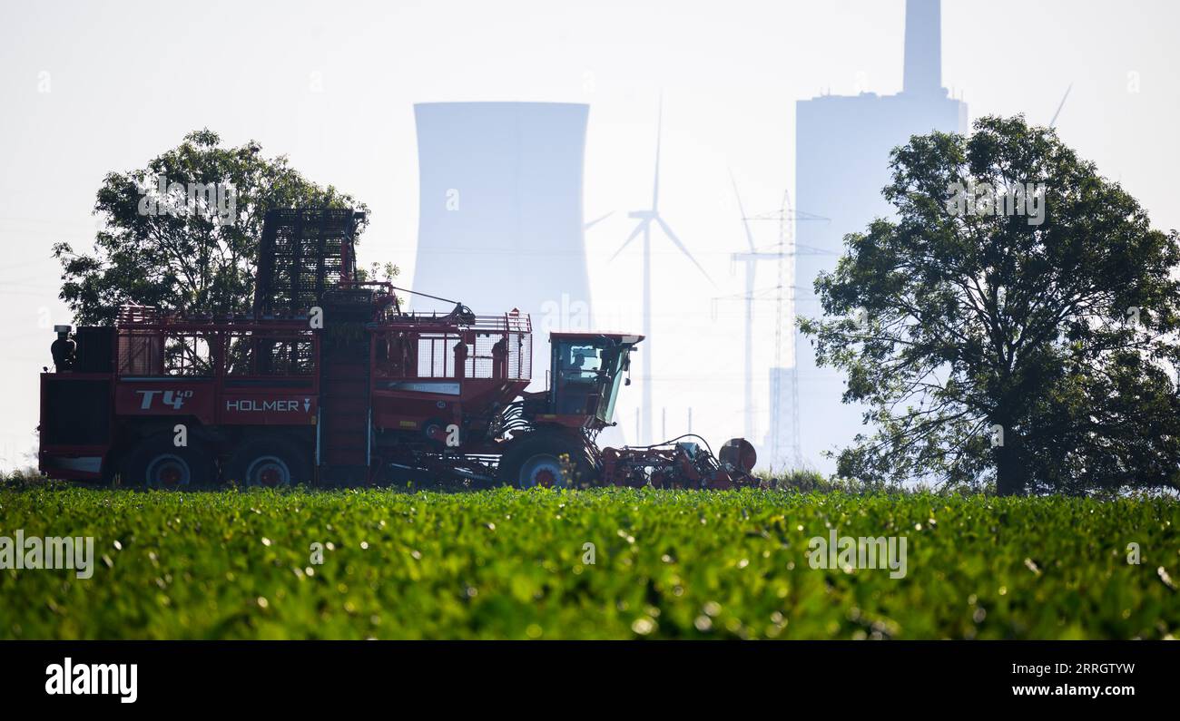 Hanover, Germany. 08th Sep, 2023. A beet harvester harvests sugar beets ...