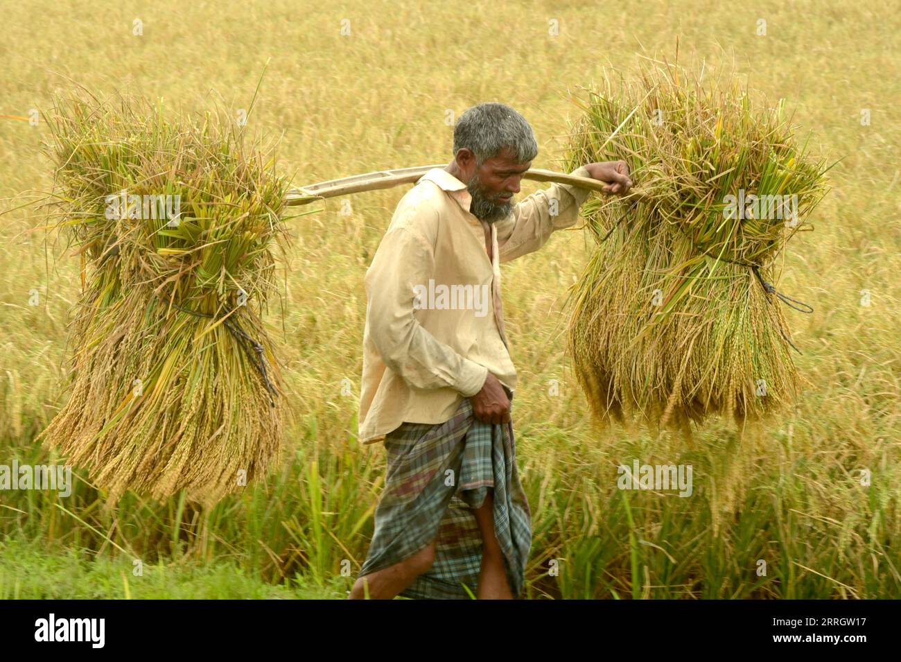 220531 -- NILPHAMARI, May 31, 2022 -- A farmer carries bundles of ...