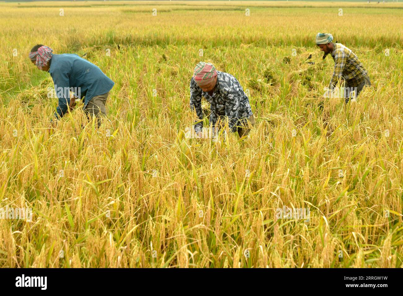 Cycle of poverty hi-res stock photography and images - Alamy