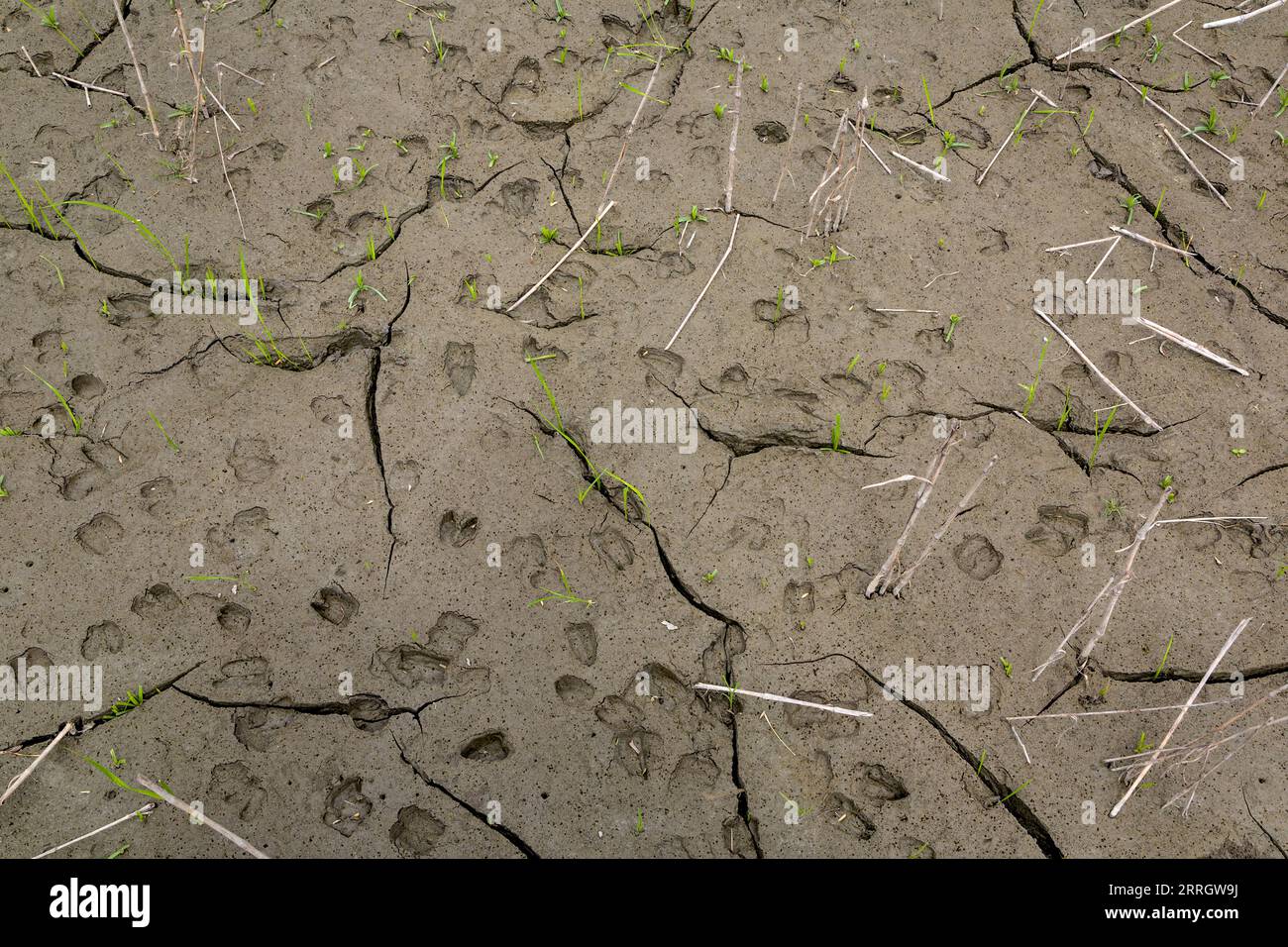 Silt soil hi-res stock photography and images - Alamy