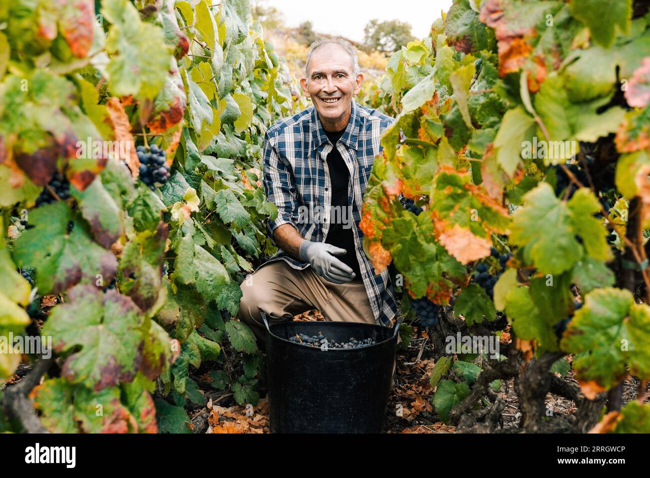 Latin senior farmer man collecting grapes for red wine production in ...