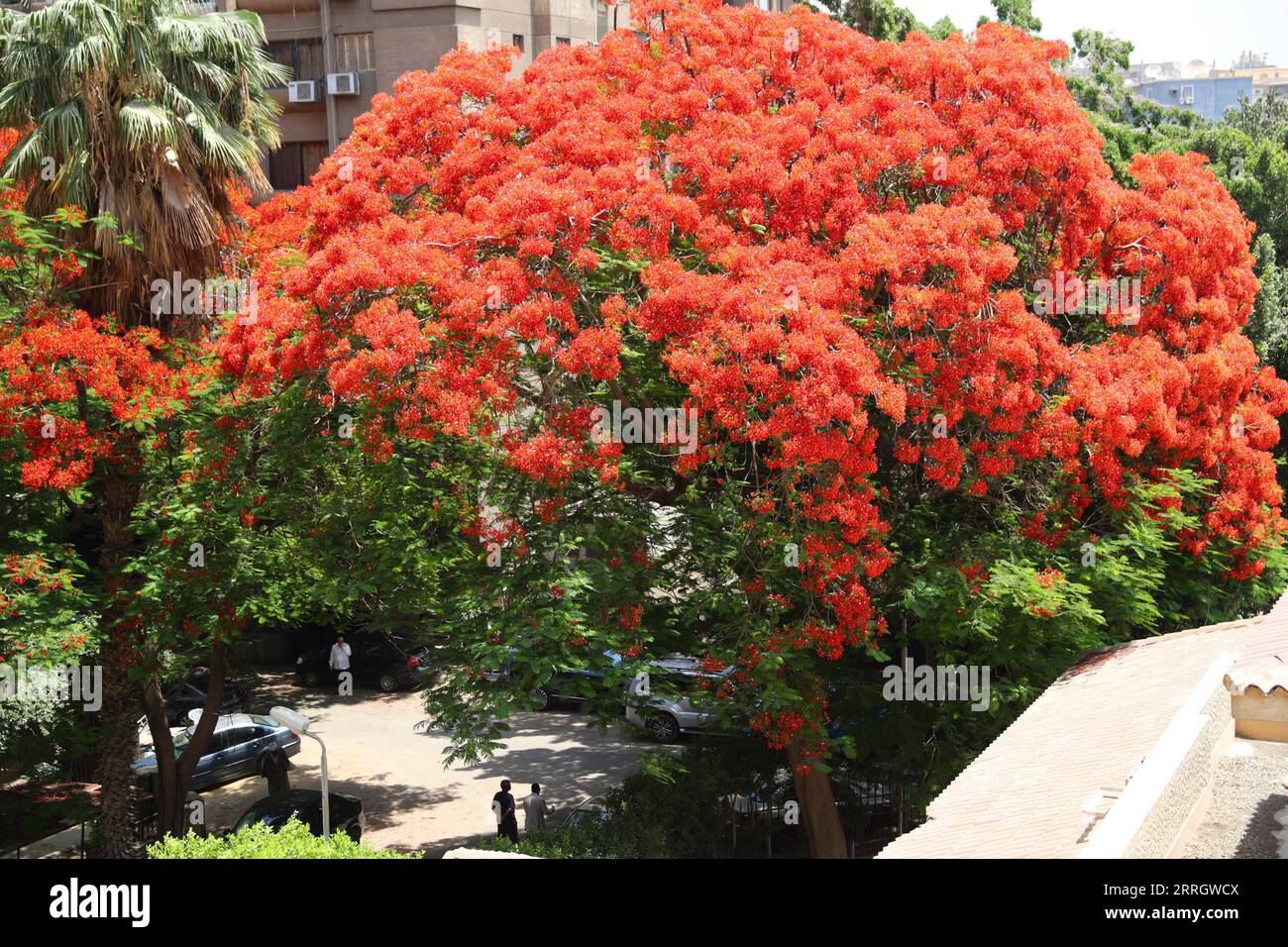 220601 -- CAIRO, June 1, 2022 -- Photo taken on June 1, 2022 shows flowering royal poinciana ...