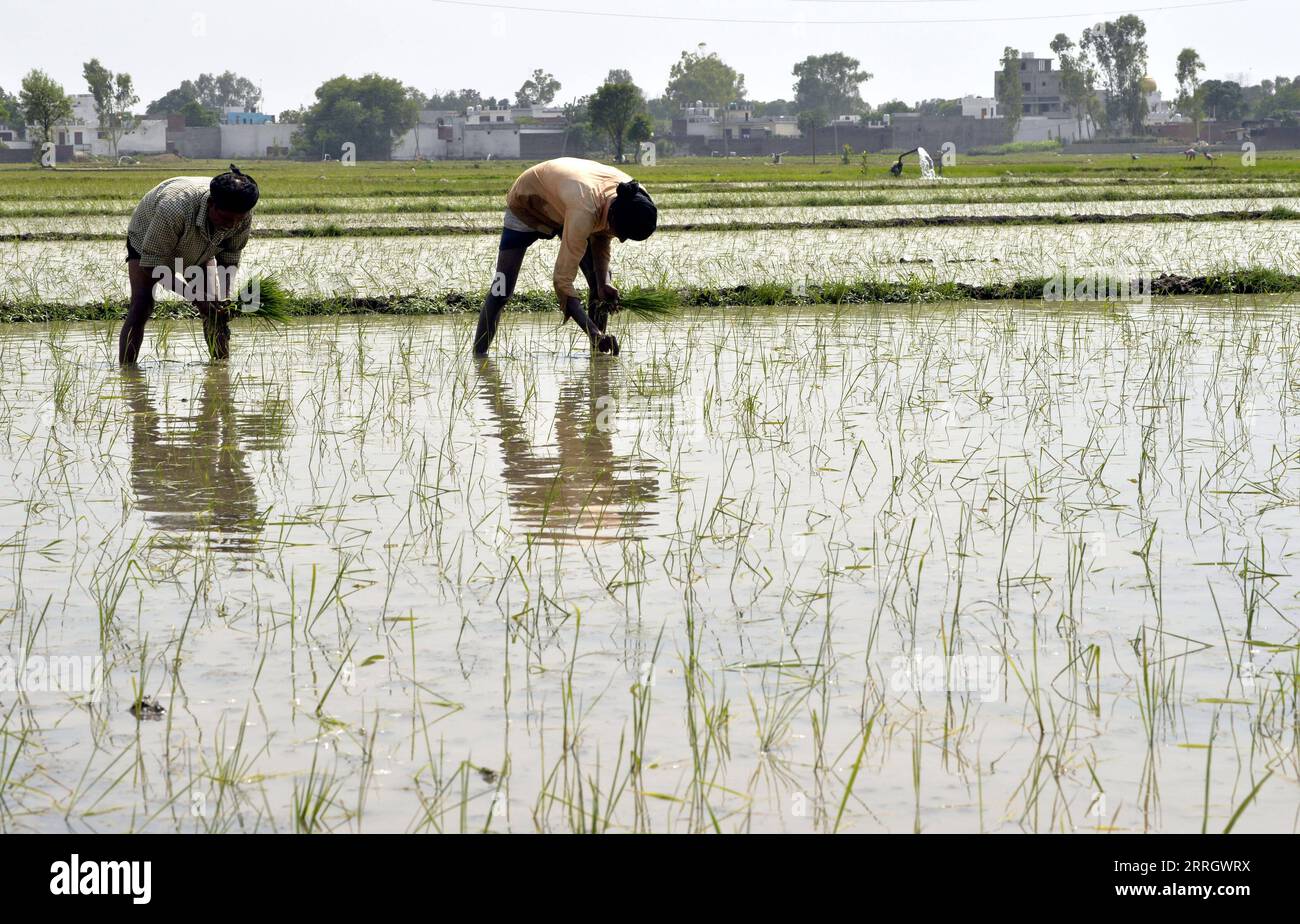 Paddy sapling hi-res stock photography and images - Alamy