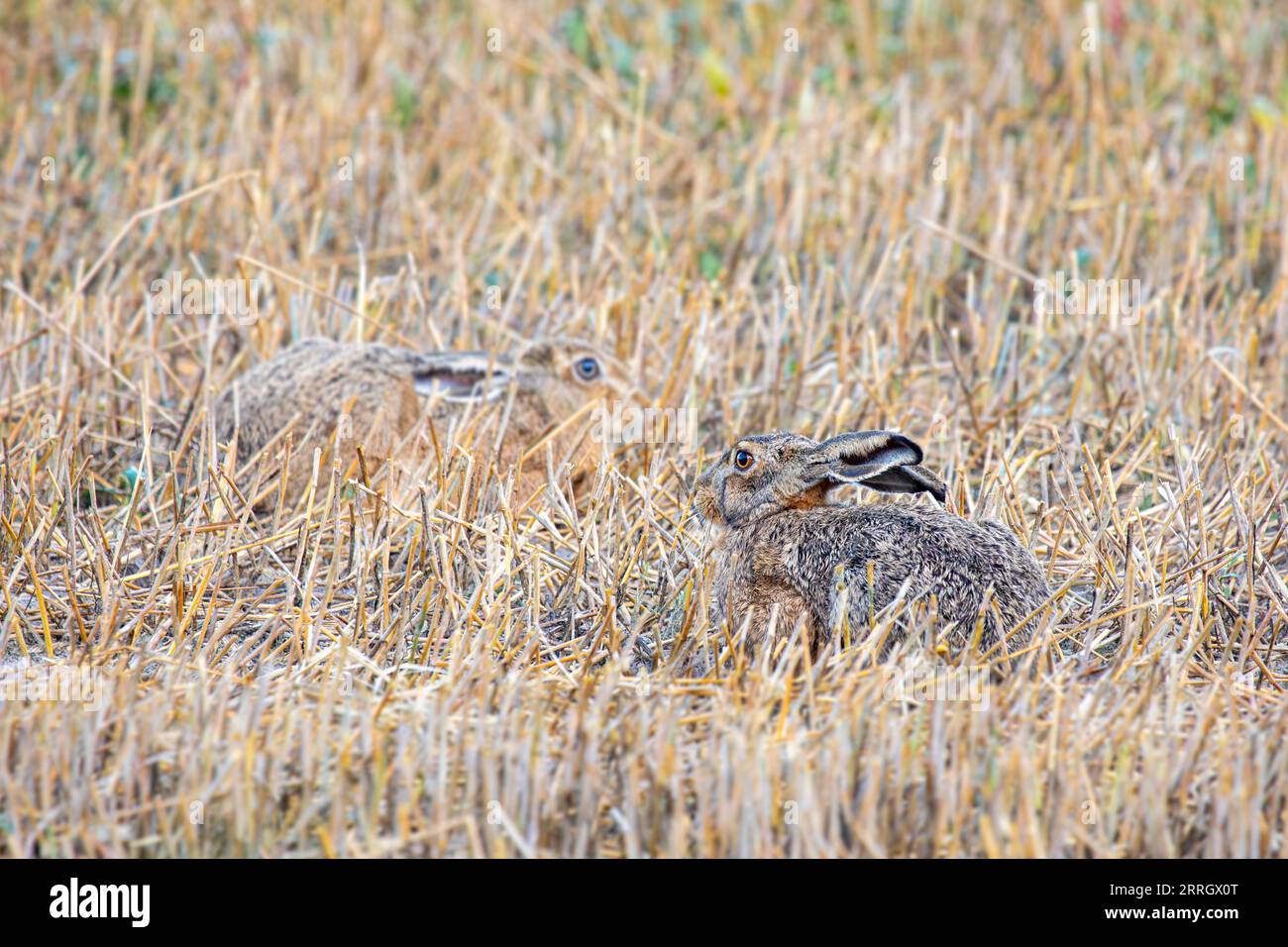 A European hare hiding in a field, early in the morning in Denmark ...