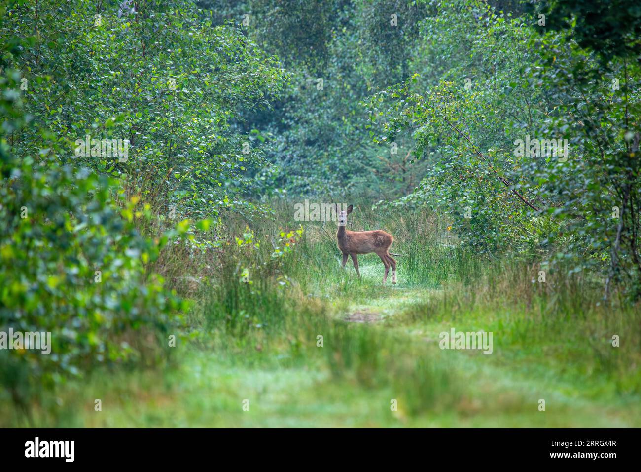 Forest landscape with a roe deer in dawn Stock Photo - Alamy
