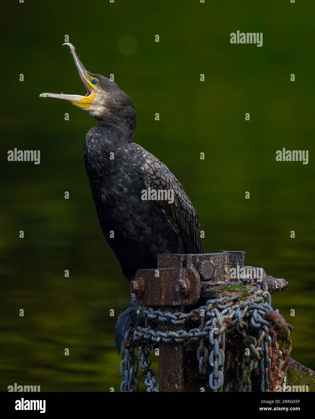 A cormorant sits on a perch on the lake at Sefton Park, Liverpool ...