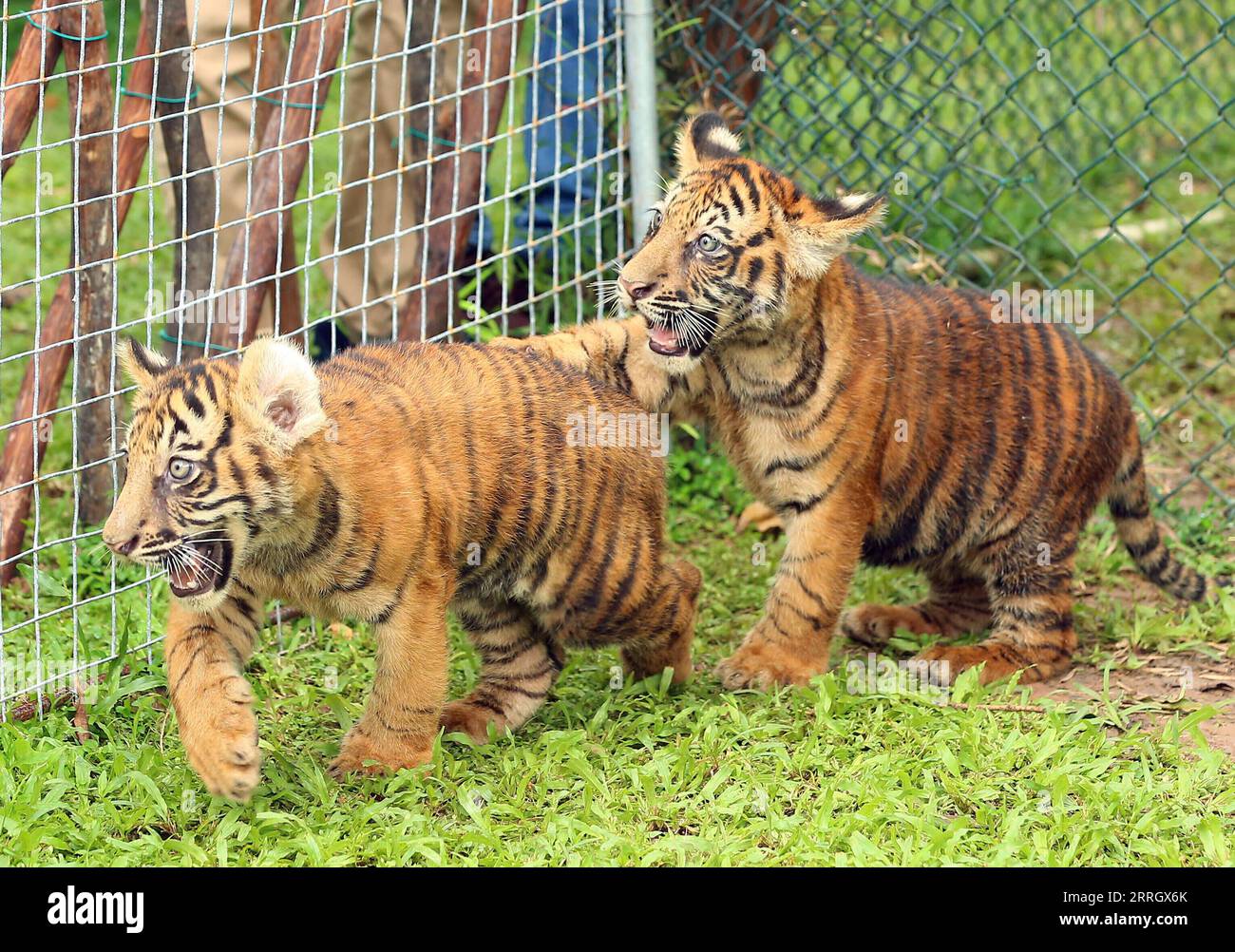 Dehiwala zoological garden hi-res stock photography and images - Alamy