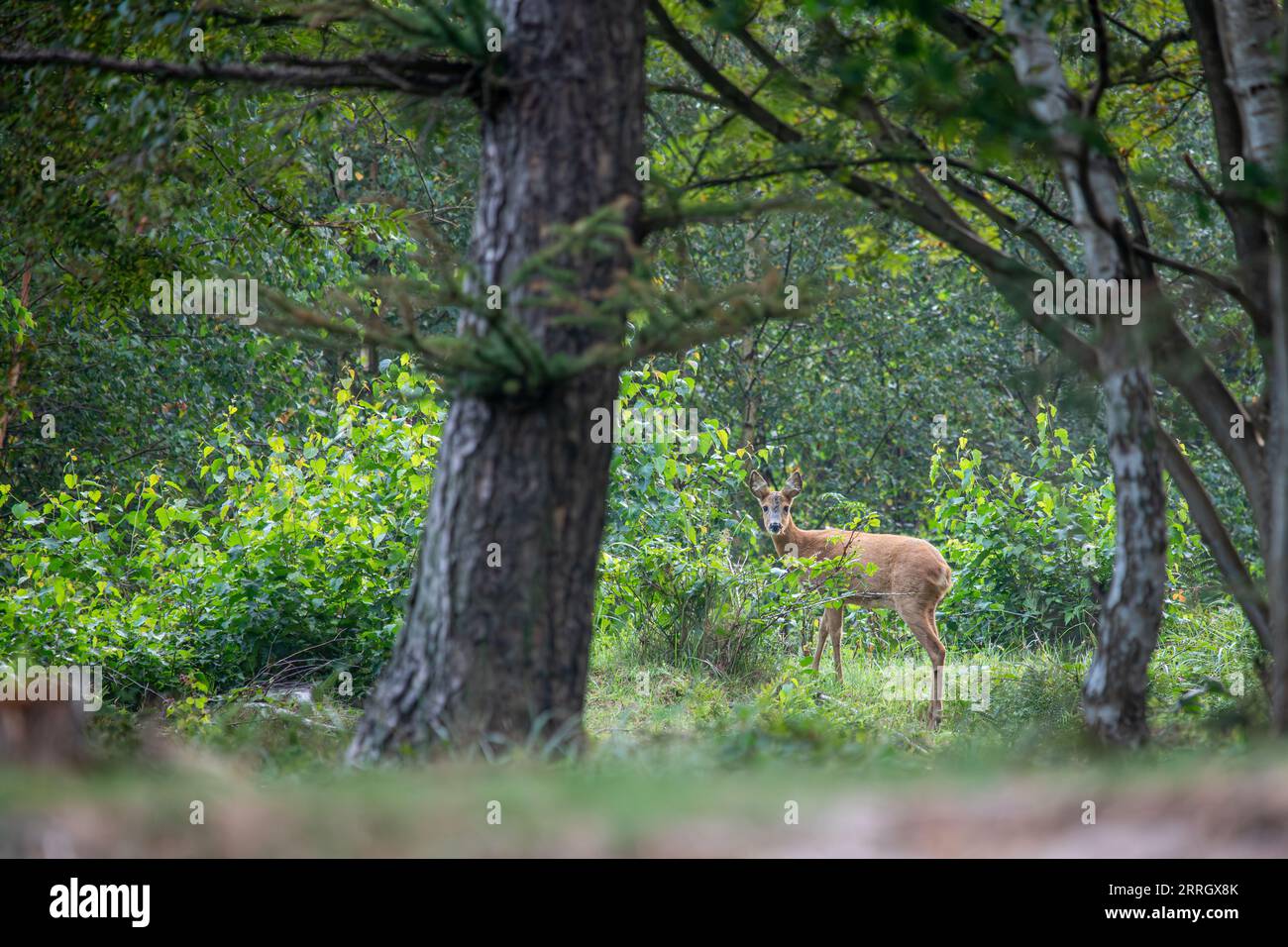 Forest landscape with a roe deer in dawn Stock Photo - Alamy