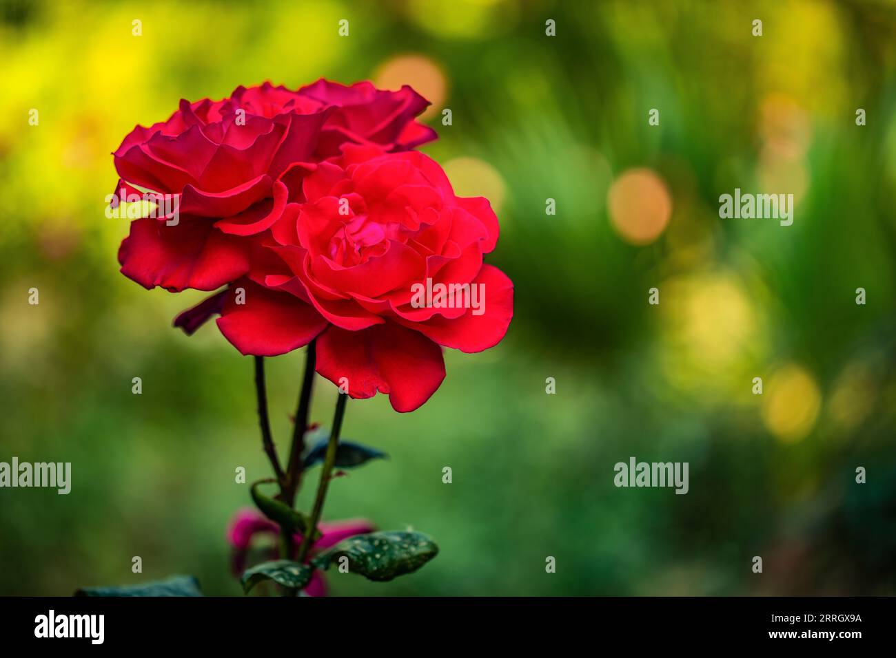Illustration bouquet red bunch roses hi-res stock photography and ...