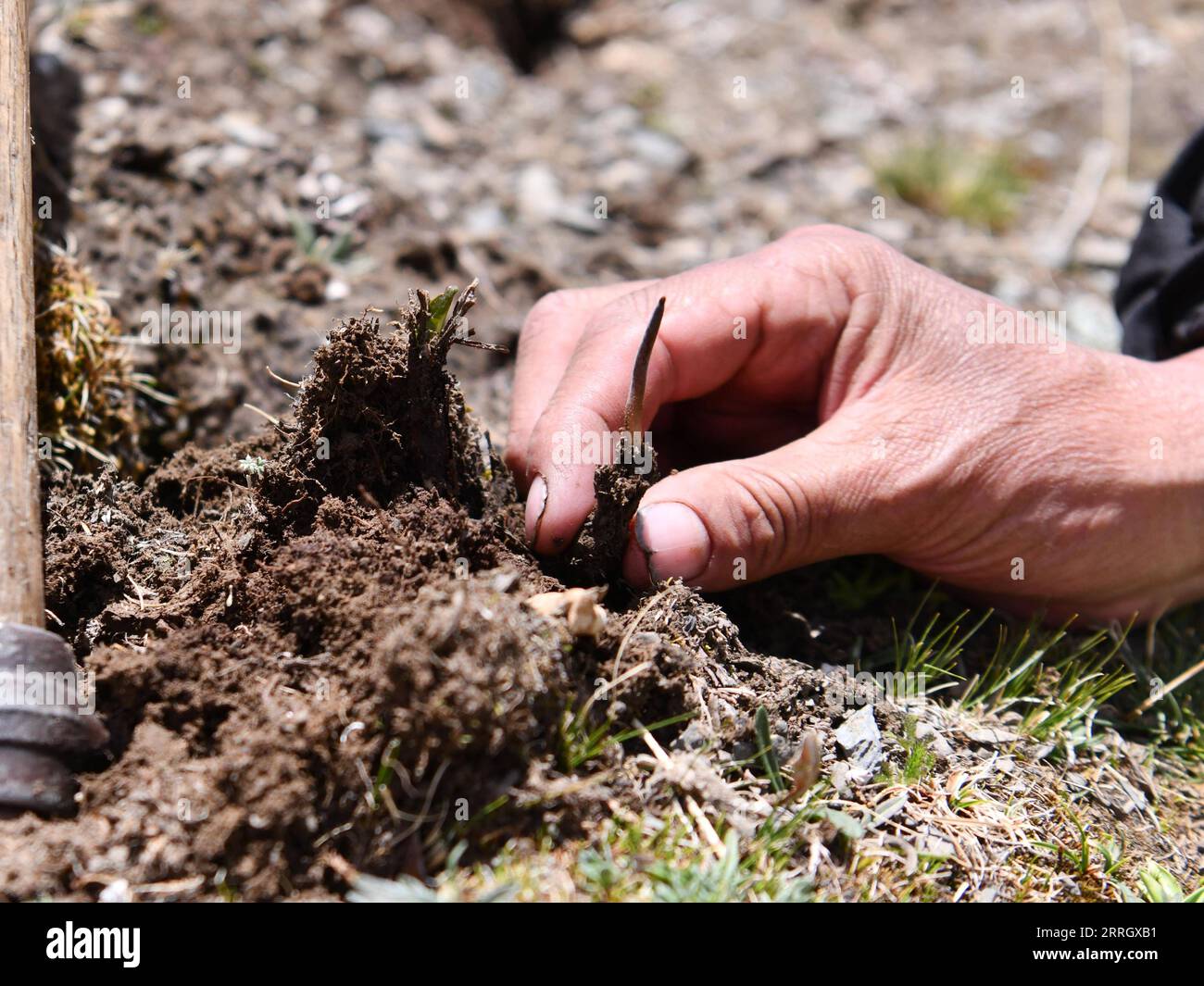 Earth worm china hi-res stock photography and images - Alamy