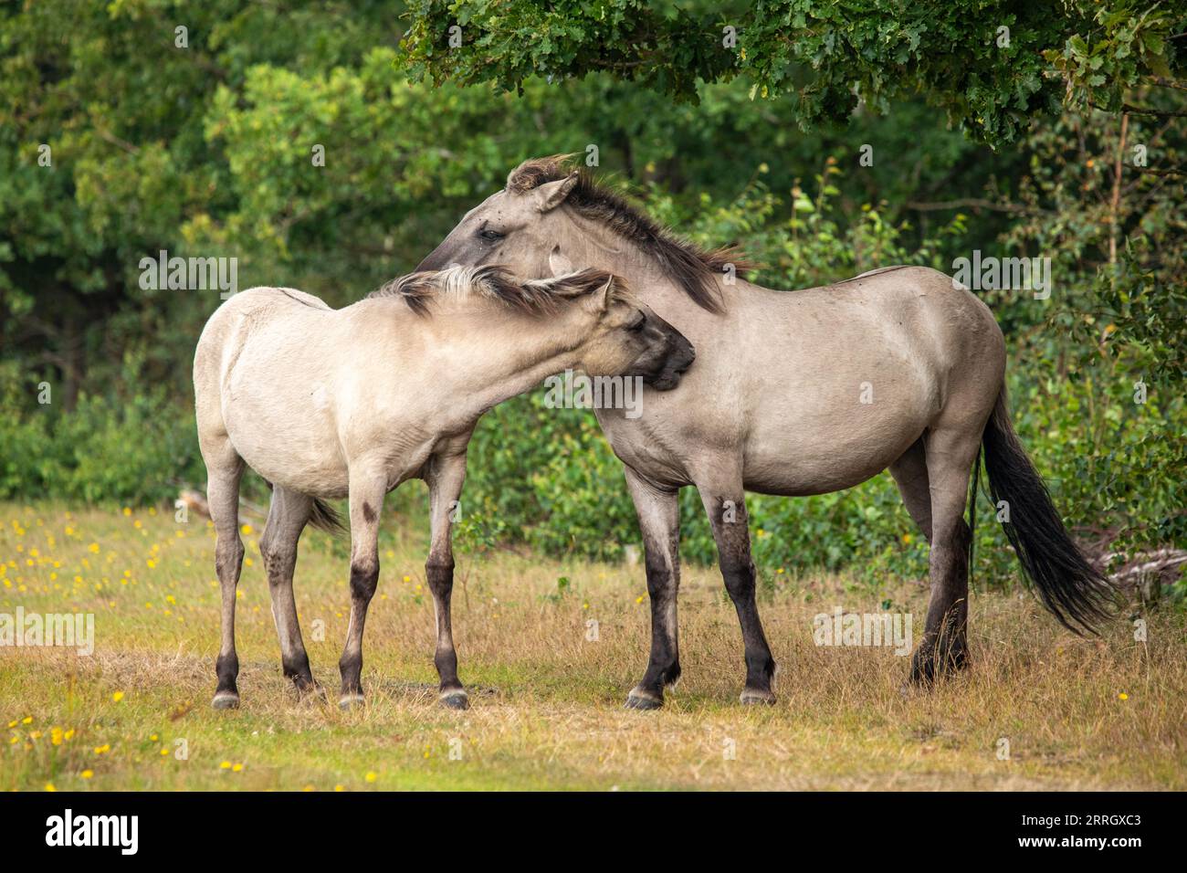 A portrait of two wild horses - Equus ferus - in Marielyst reservation, Denmark Stock Photo - Alamy