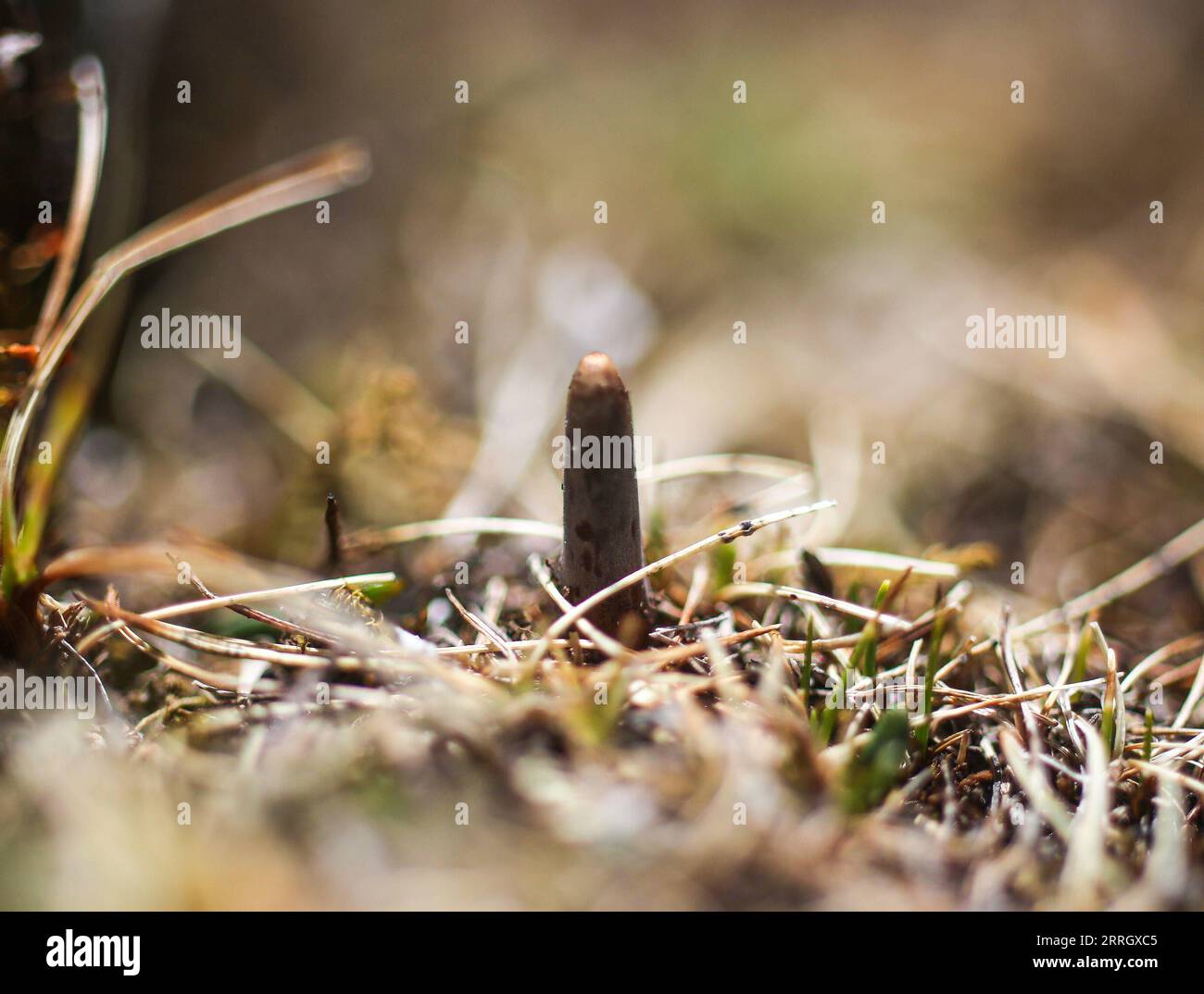 220531 -- NAGQU, May 31, 2022 -- A caterpillar fungus sprout is seen on ...