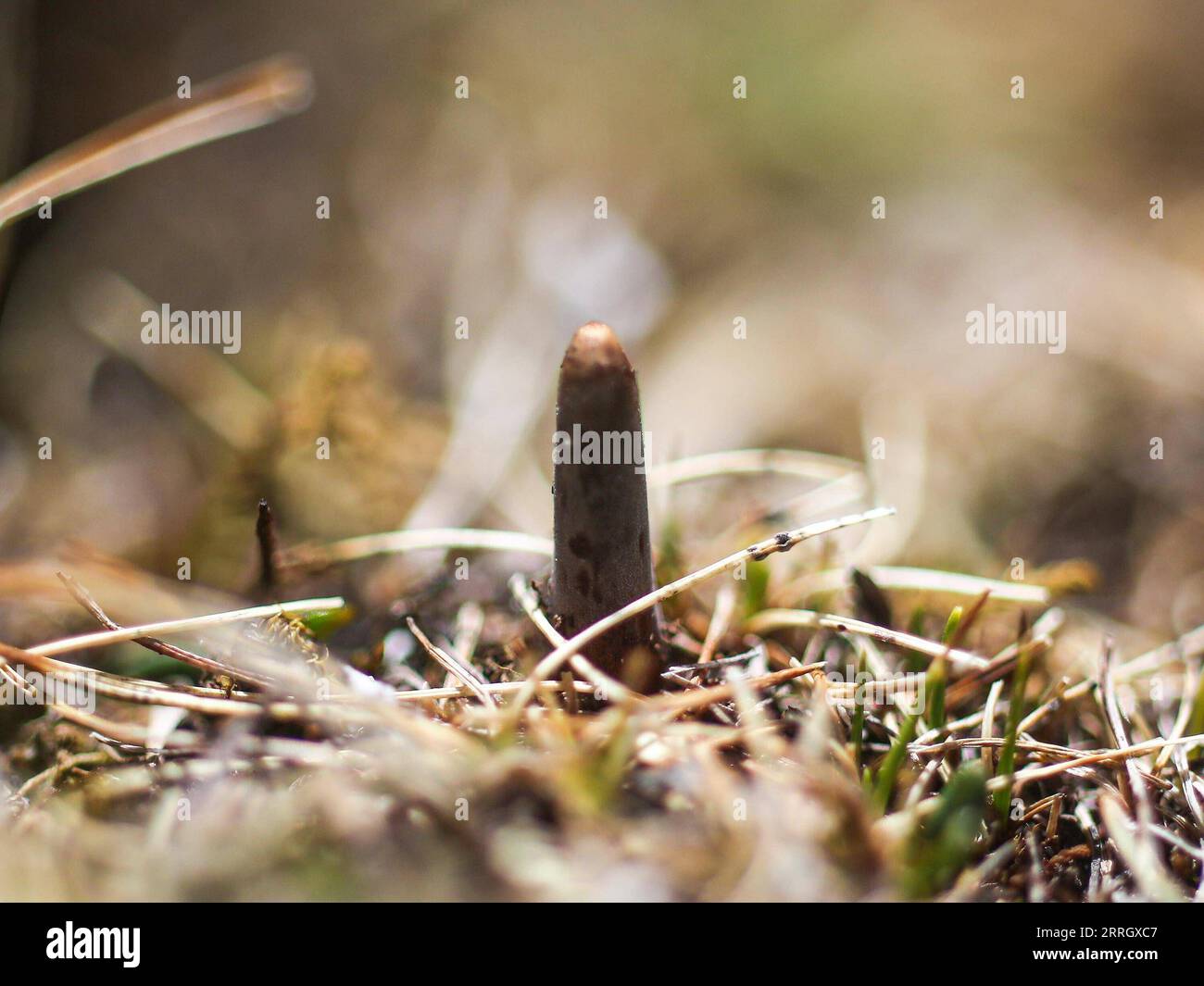 Earth worm china hi-res stock photography and images - Alamy