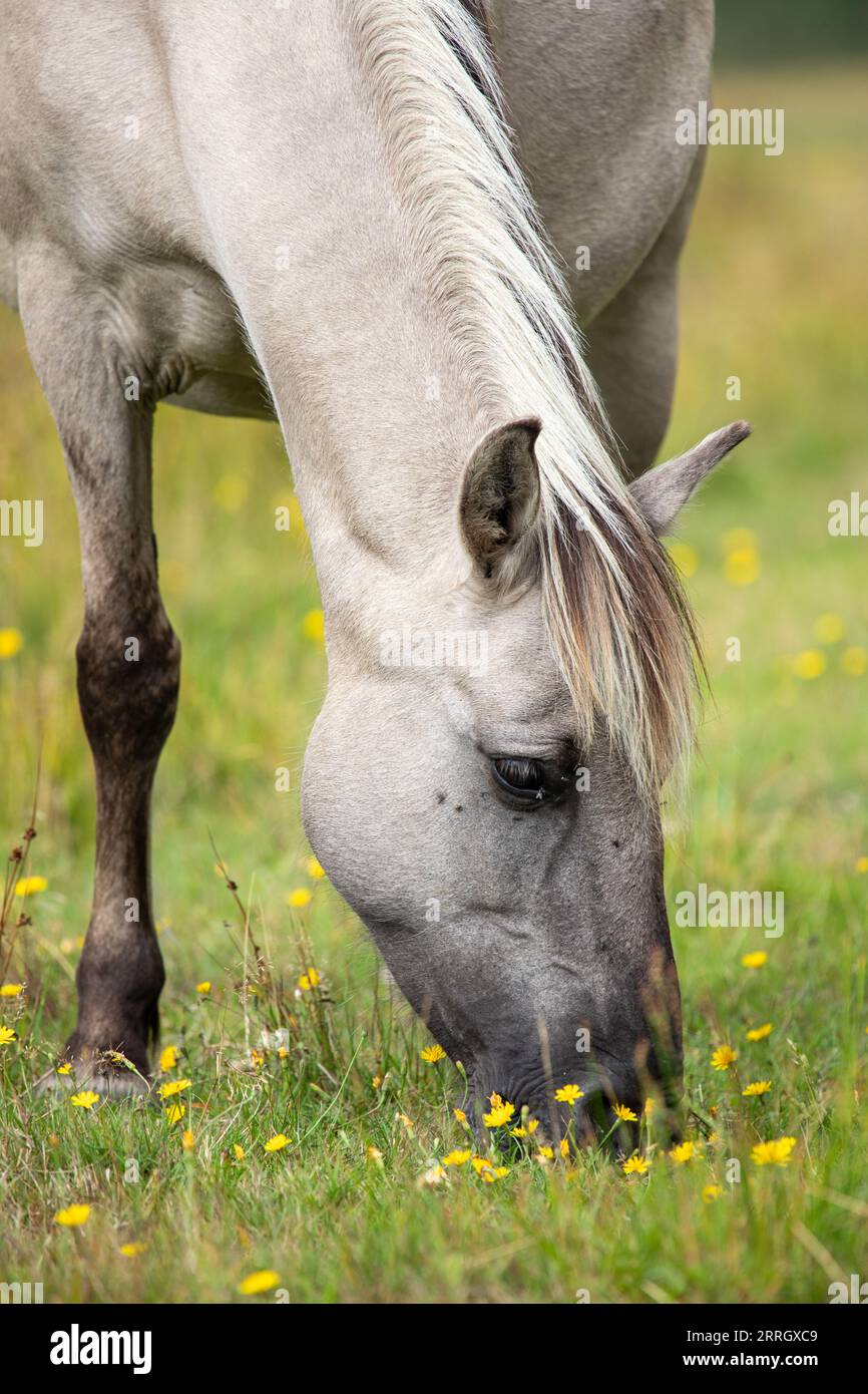 close up of a grazing wild horse - Equus ferus - at Marielyst nature ...