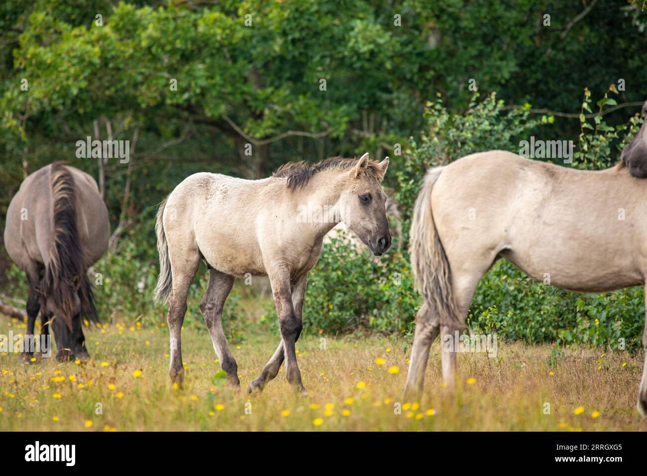 Beautiful wild horses in the forest in Marielyst, Denmark Stock Photo ...