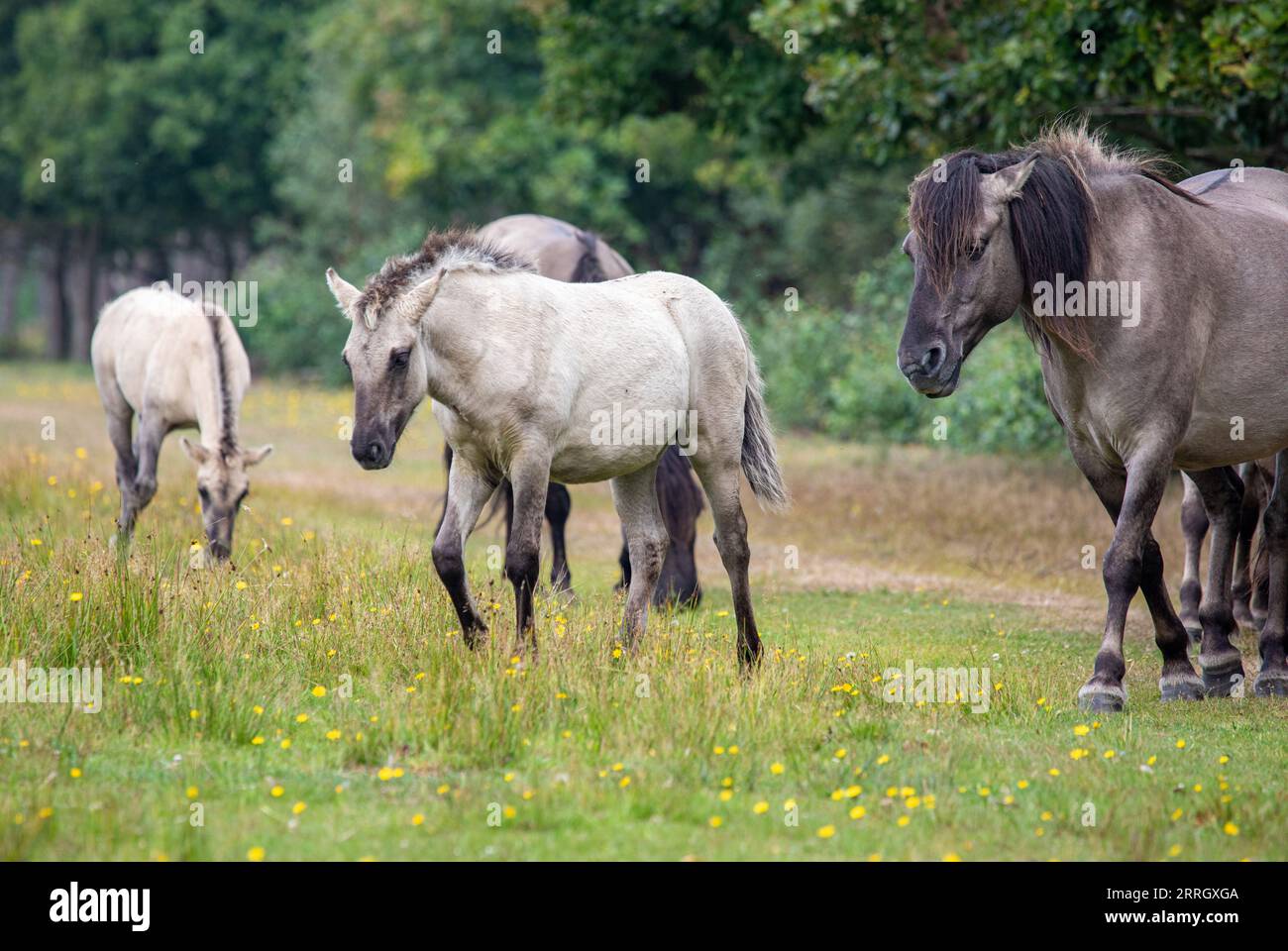 Beautiful wild horses in the forest in Marielyst, Denmark Stock Photo ...
