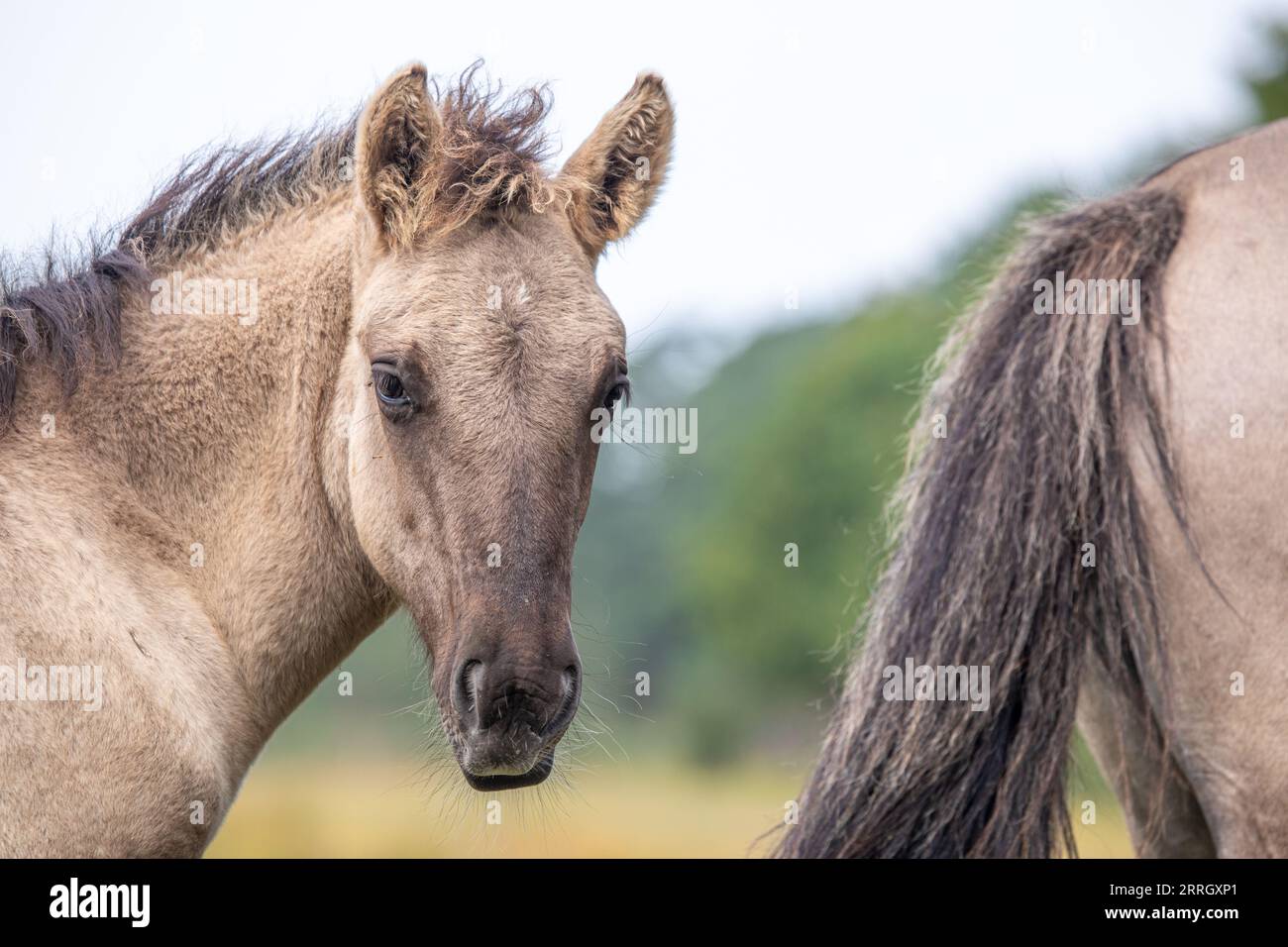 Foal of wild horse - equus freus, in Marielyst nature reserve, Denmark ...