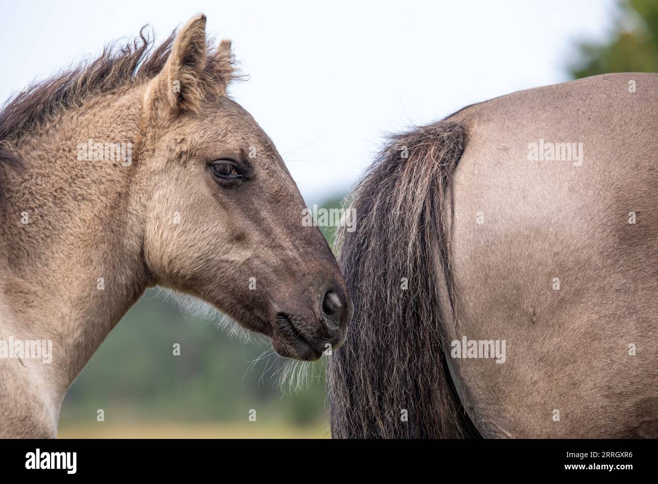 Foal of wild horse - equus freus, in Marielyst nature reserve, Denmark ...