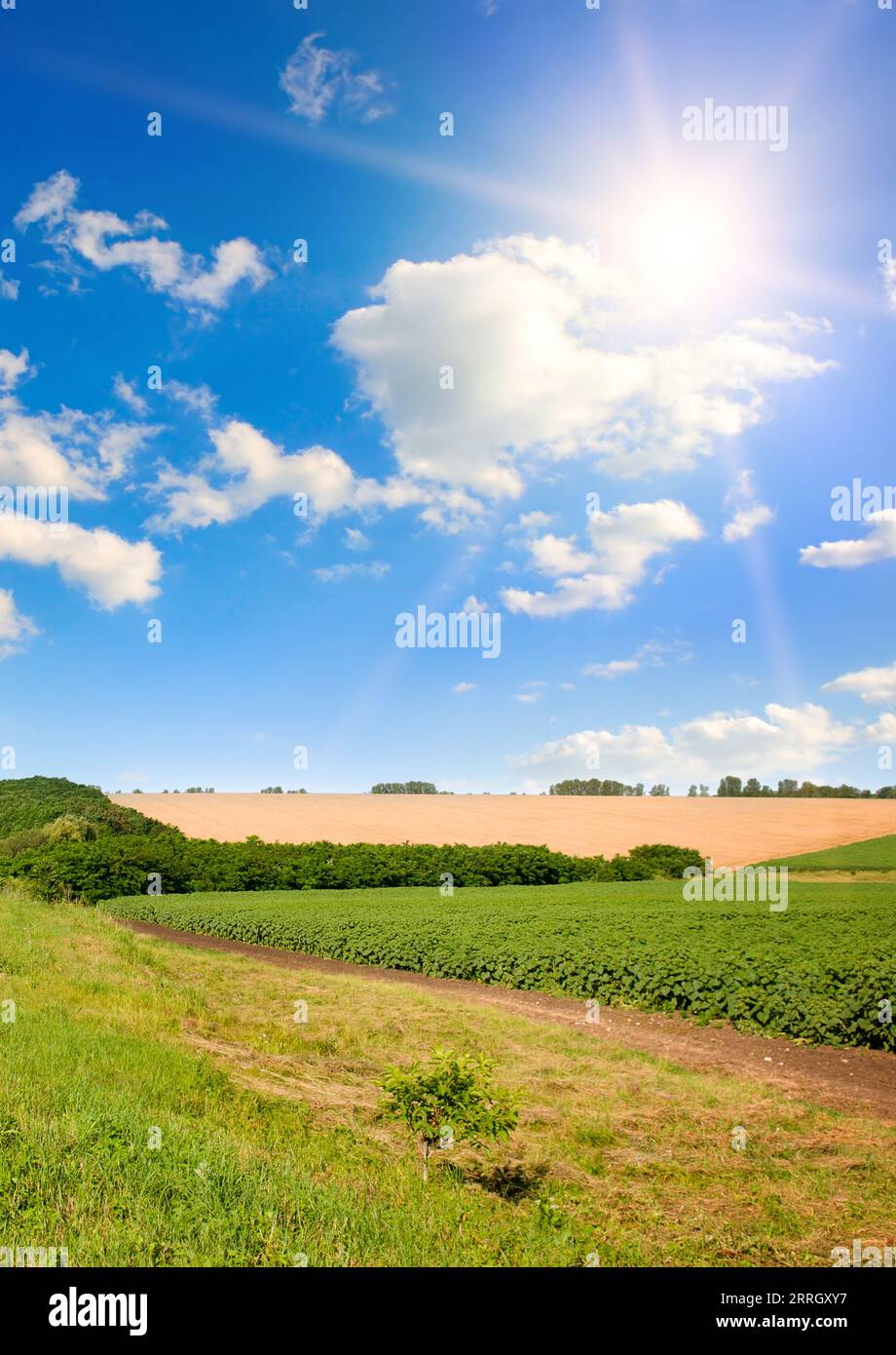 Fields of wheat and sunflowers, blue sky and bright sun. Vertical photo ...
