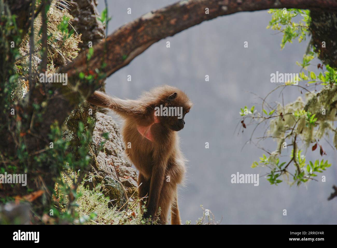 Gelada, Heropithecus Gelada, bleeding heart monkeys or also Gelada ...
