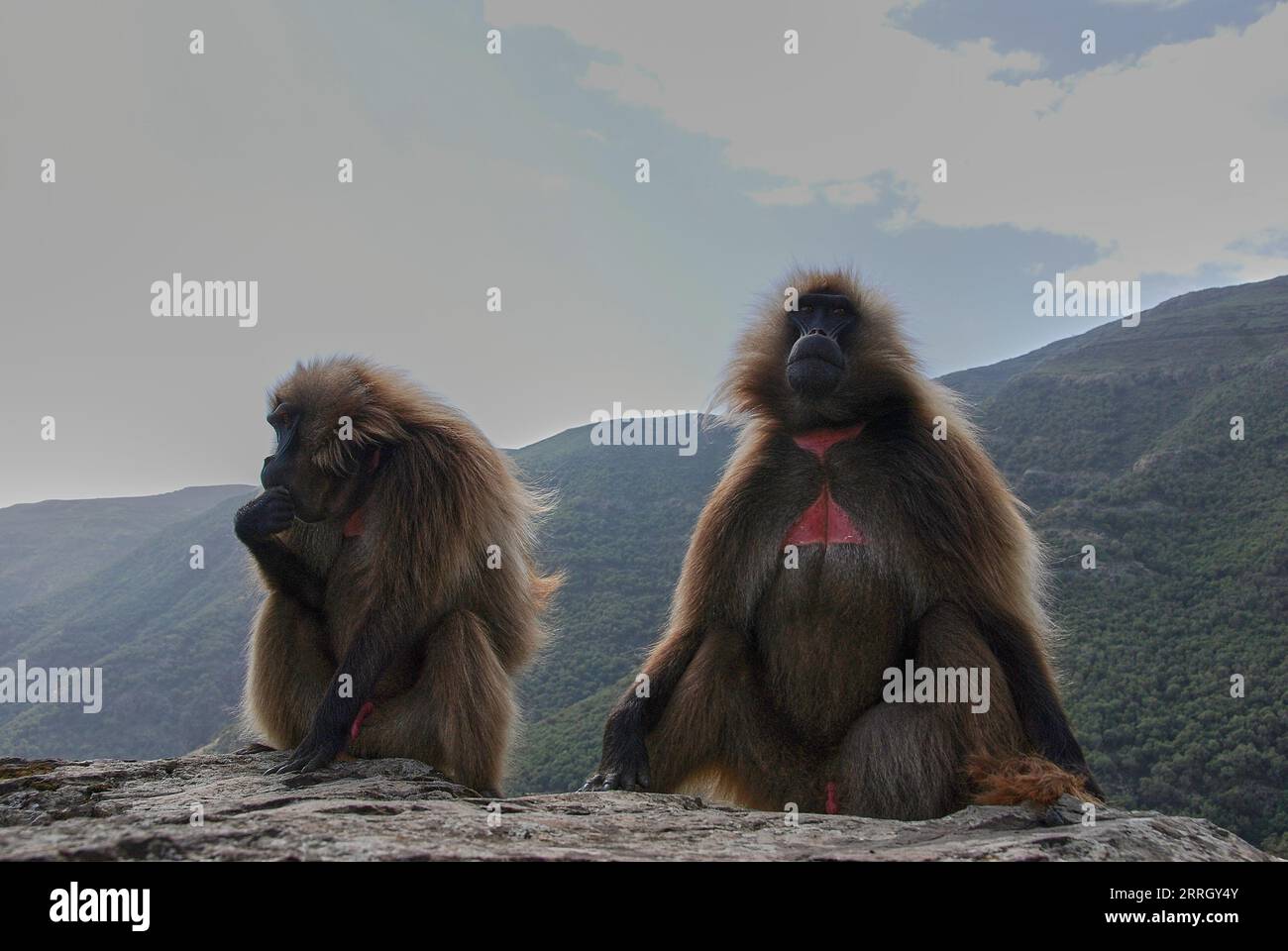 Gelada, Heropithecus Gelada, bleeding heart monkeys or also Gelada ...