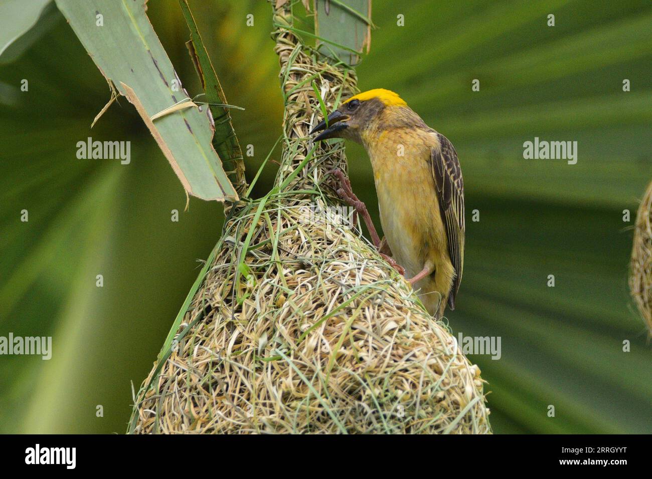 220605 -- NAGAON, June 5, 2022 -- A Baya weaver bird builds a nest in Nagaon district of India s ...
