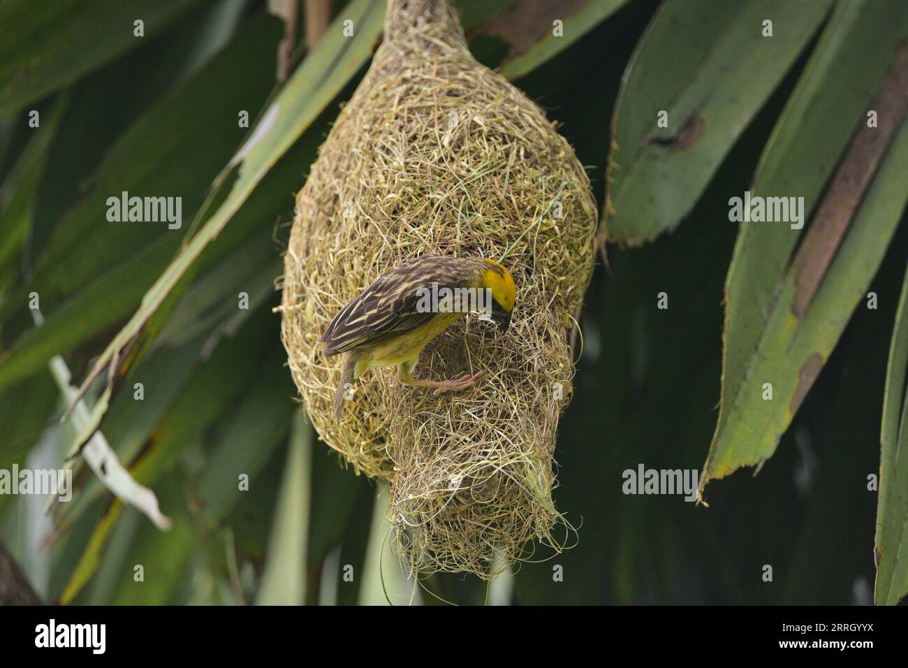 220605 -- NAGAON, June 5, 2022 -- A Baya weaver bird builds a nest in Nagaon district of India s ...