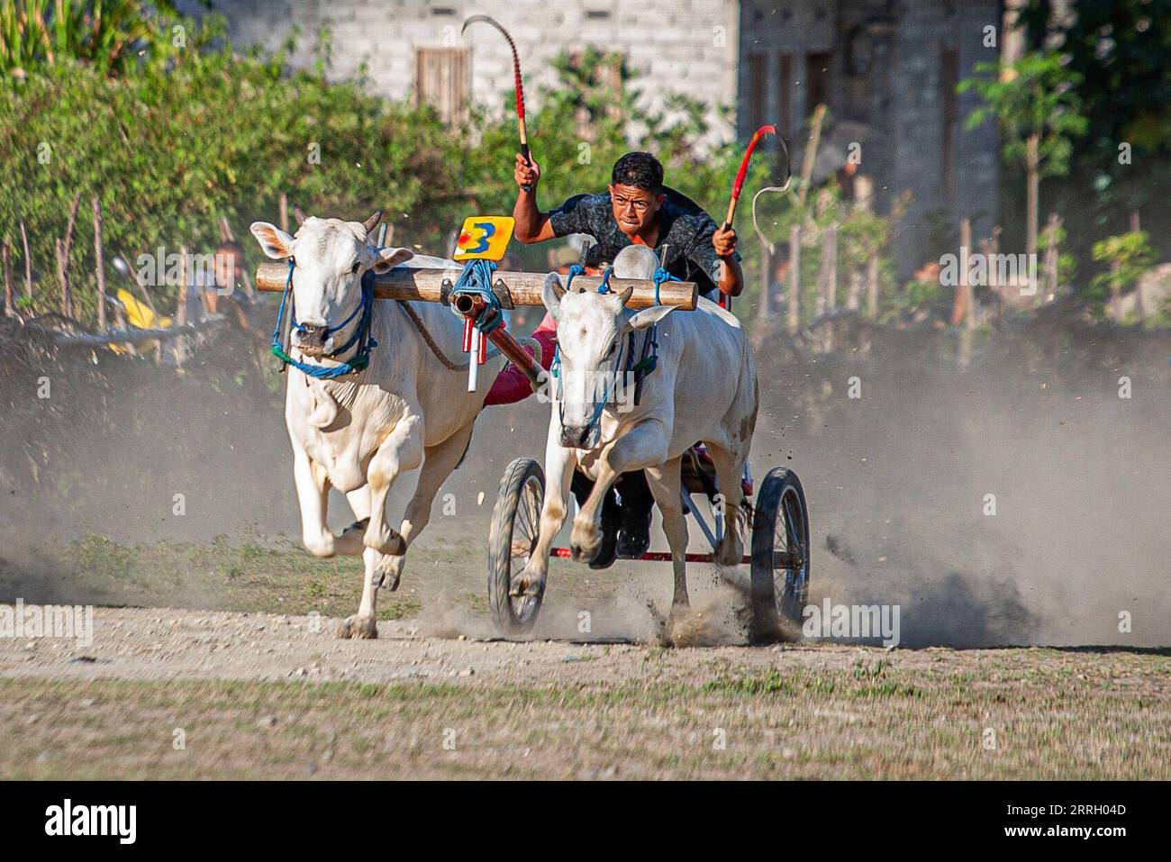 Cow cart hi-res stock photography and images - Alamy