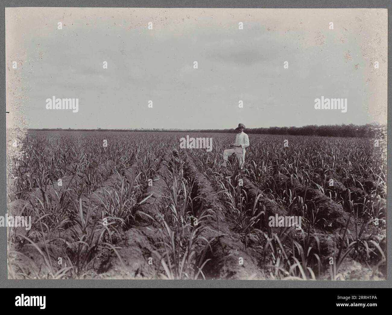 Tjomal sugar factory hi-res stock photography and images - Alamy