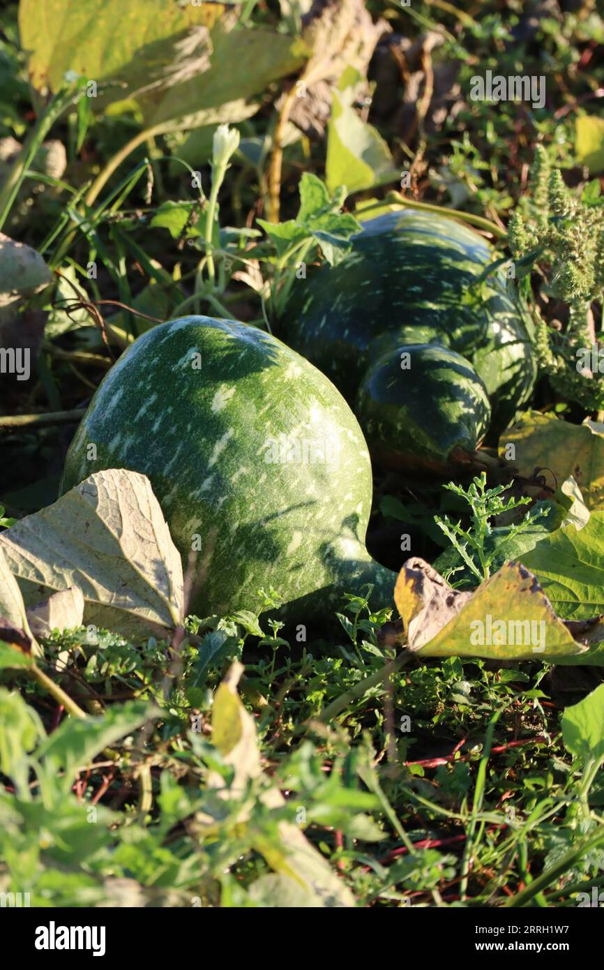 Bottle gourd field hi-res stock photography and images - Alamy