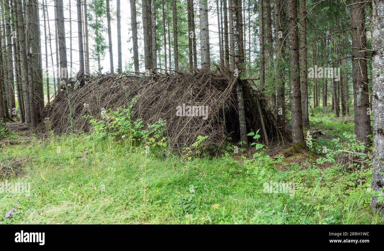 Bushcraft hut shelter in the forest made from branches and vegetation ...
