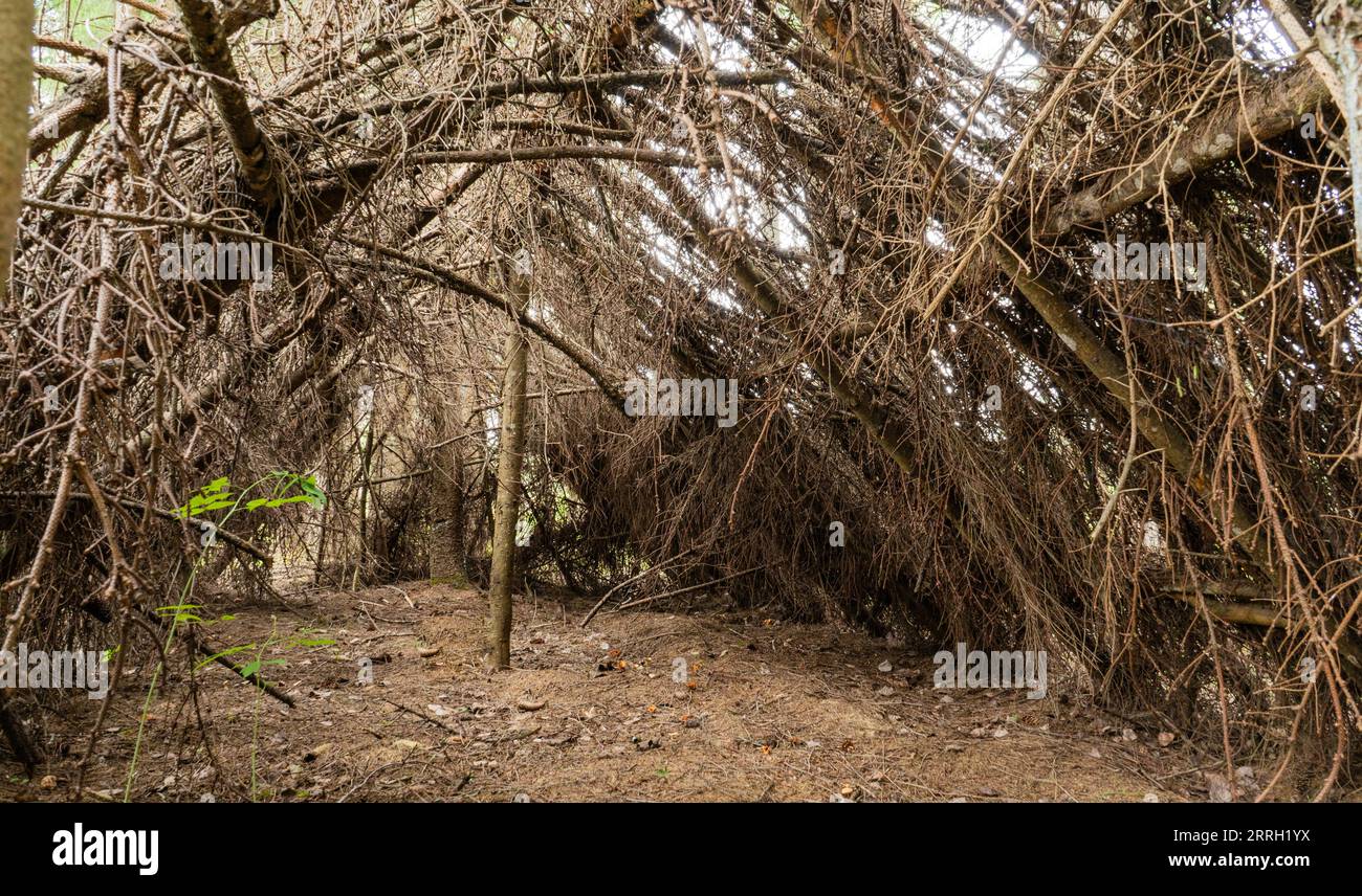 Bushcraft hut shelter in the forest made from branches and vegetation ...