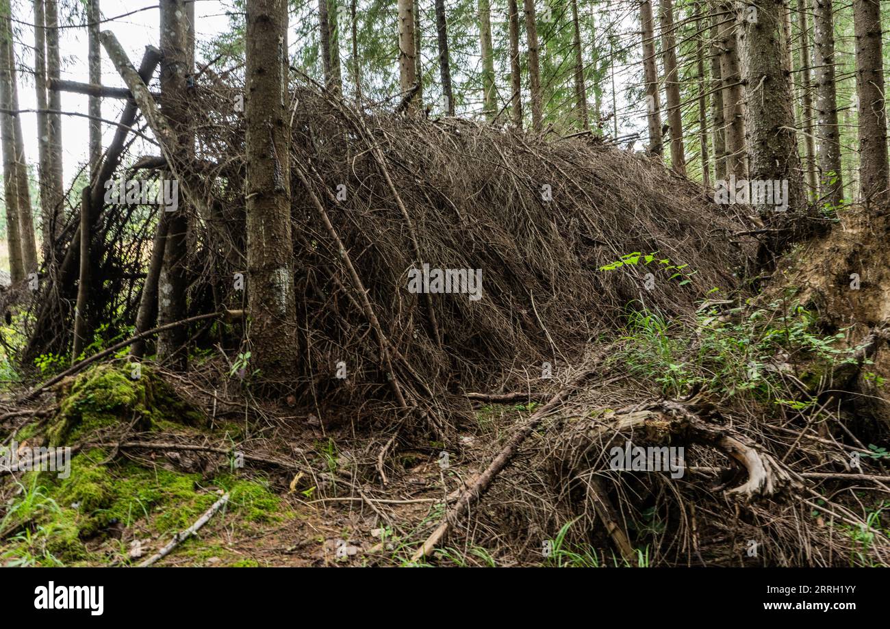 Bushcraft hut shelter in the forest made from branches and vegetation ...