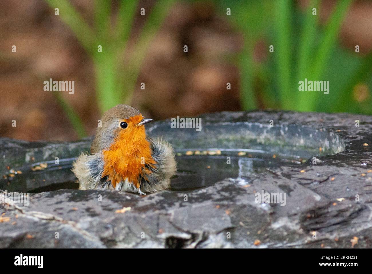 London, UK. September 8, 2023. As temperatures in the south of England ...