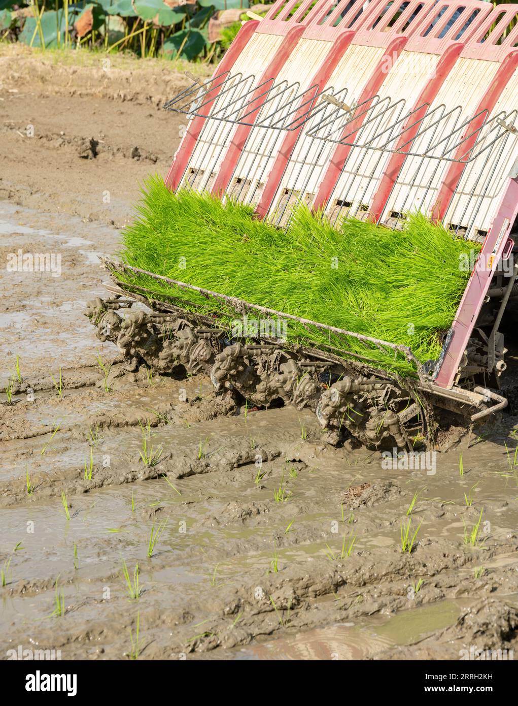 rice transplanter working on the field at vertical composition Stock ...