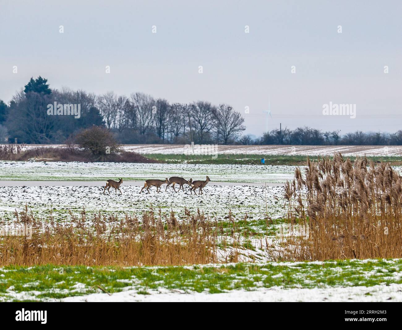 Roe Deer Herd in the Snow Stock Photo - Alamy