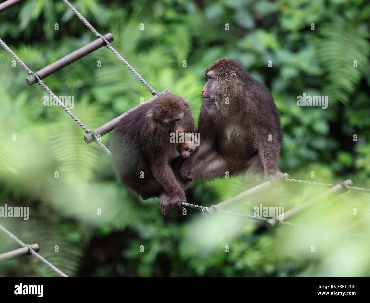 220609 -- CHENGDU, June 9, 2022 -- Monkeys are seen at Mount Emei in ...