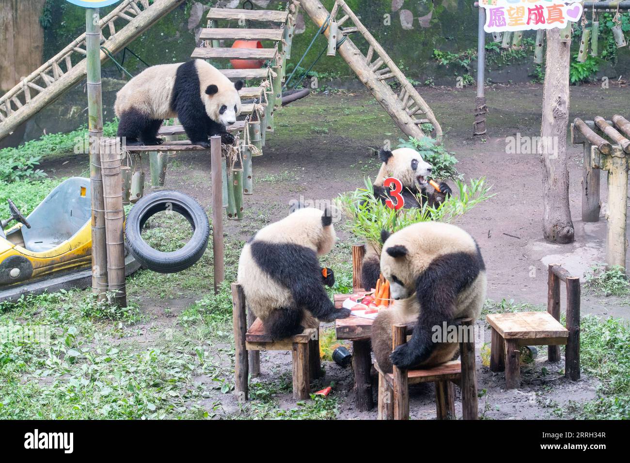 220610 -- CHONGQING, June 10, 2022 -- Giant pandas play during their ...