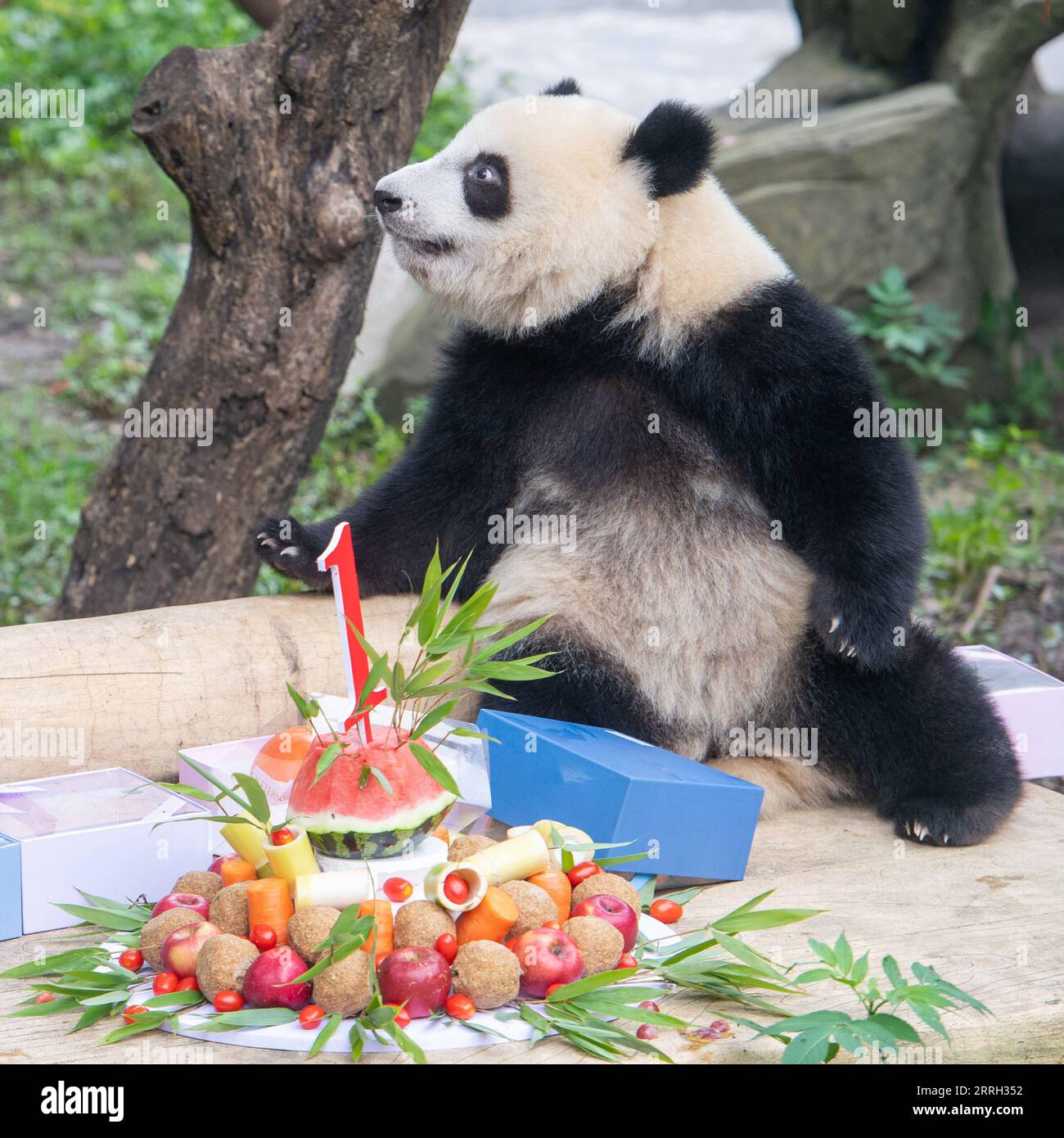 Chongqing zoo pandas in china hi-res stock photography and images - Alamy