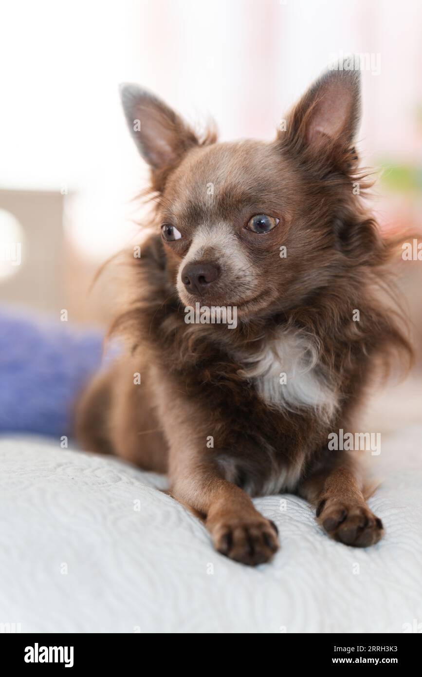 Lilac cute longhair chiwawa - closeup photography Stock Photo - Alamy