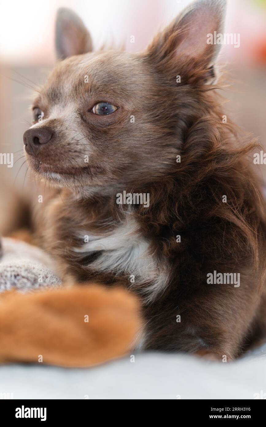 Lilac cute longhair chiwawa - closeup photography Stock Photo - Alamy