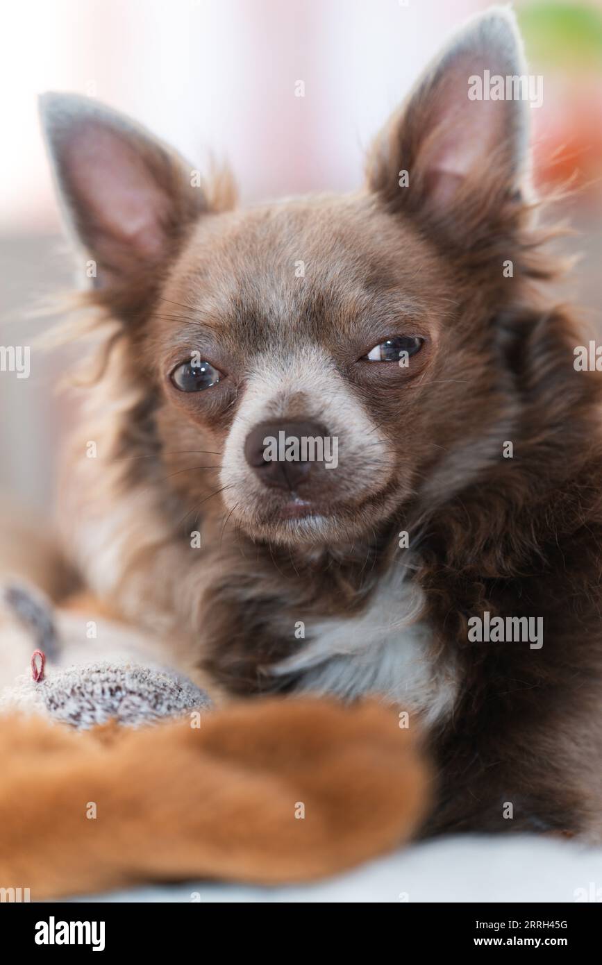 Lilac cute longhair chiwawa - closeup photography Stock Photo - Alamy