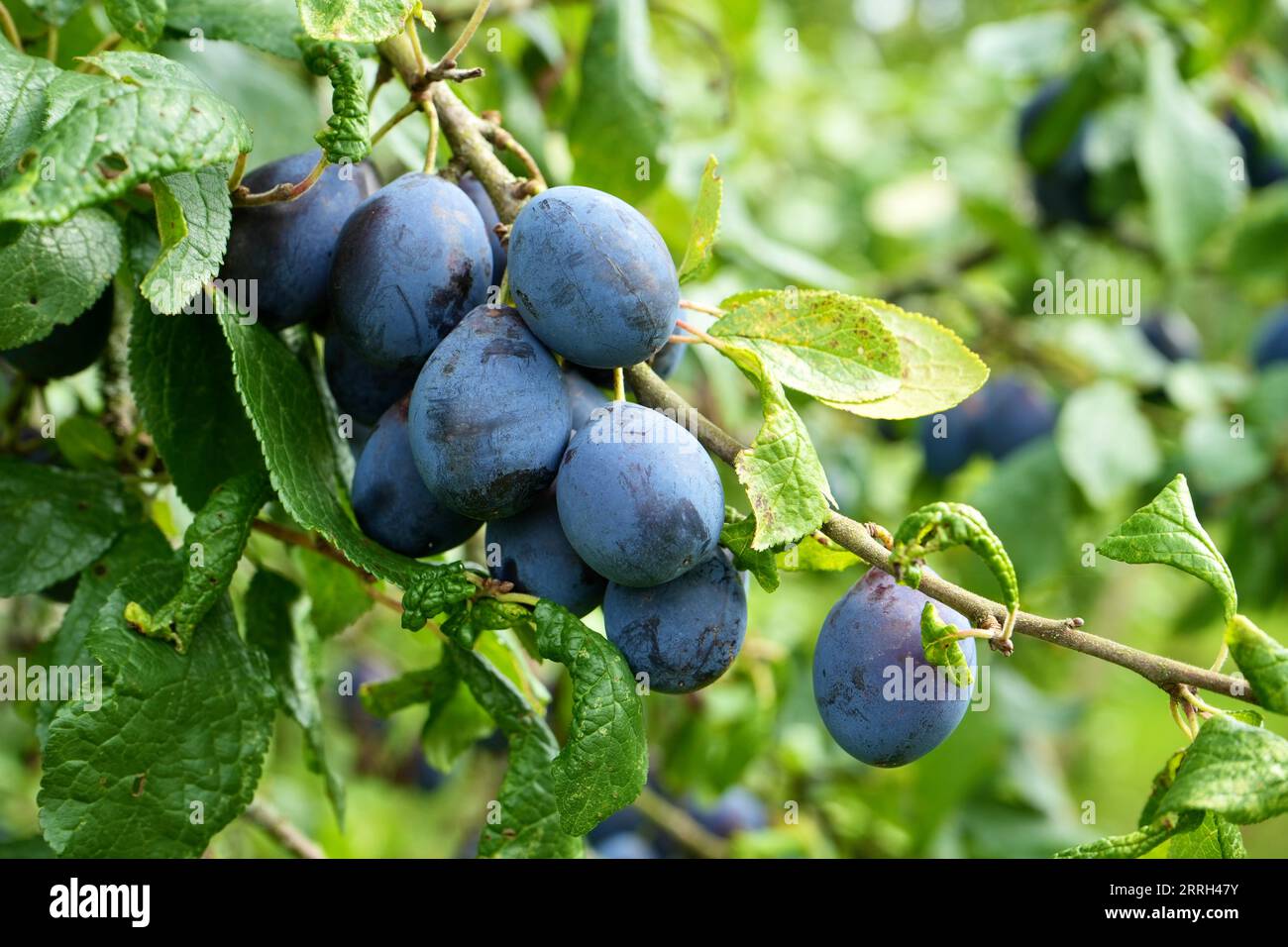 Damsons growing tree hi-res stock photography and images - Alamy