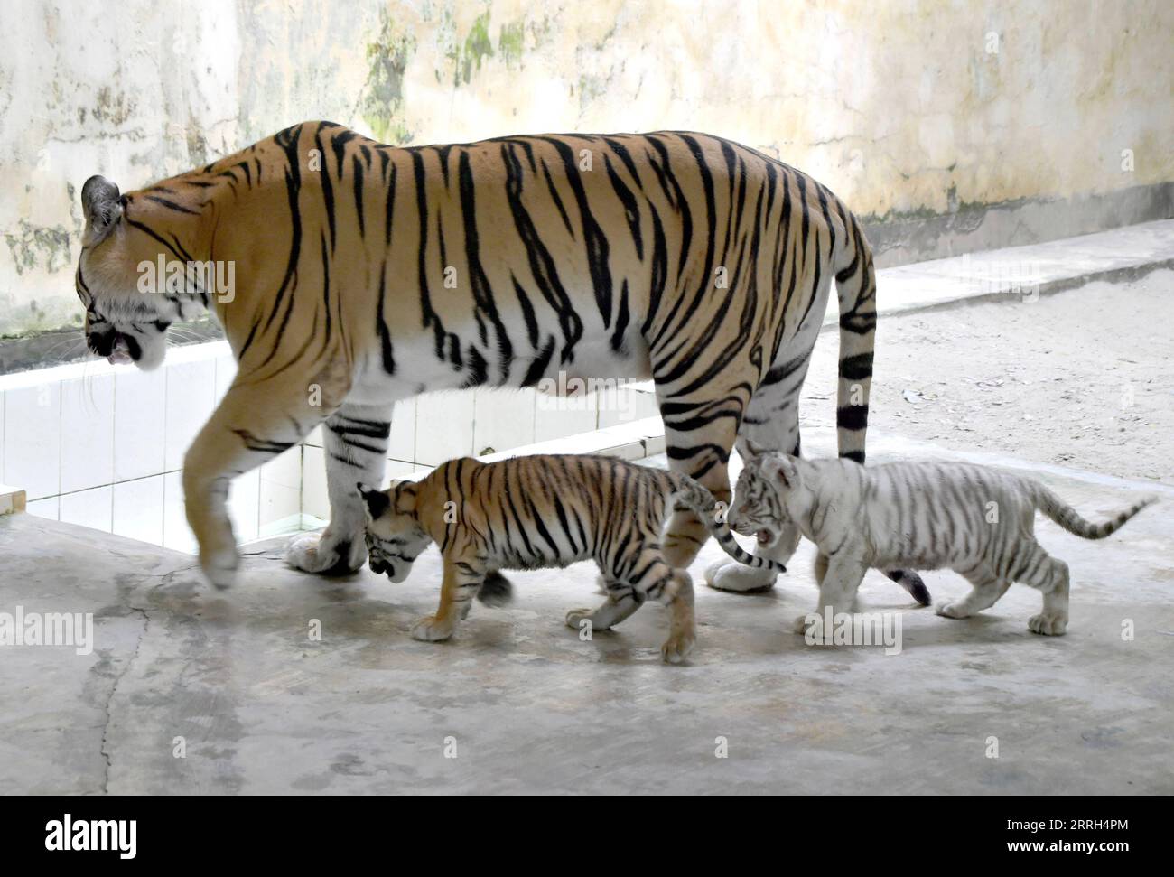 Bangladesh dhaka zo tiger cubs hi-res stock photography and images - Alamy