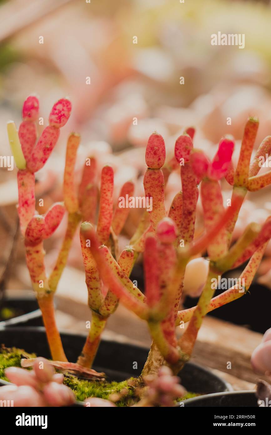 Red succulent plant hi-res stock photography and images - Alamy